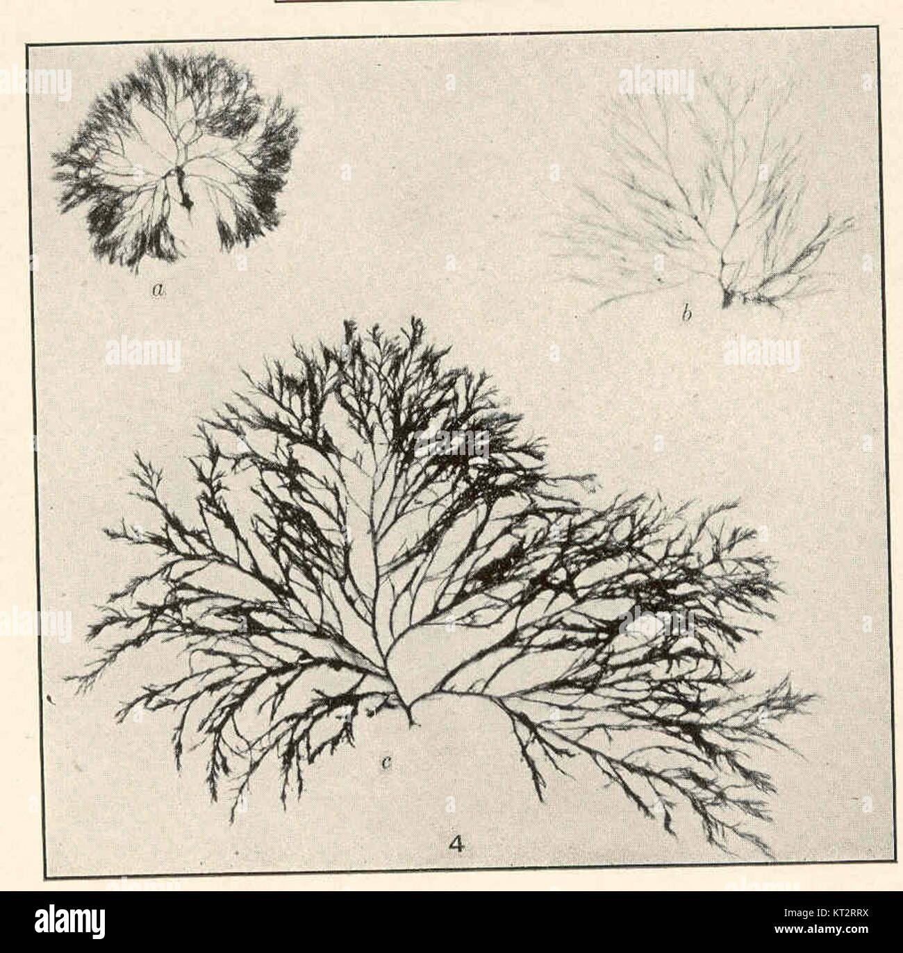 Red algae species hi-res stock photography and images - Alamy