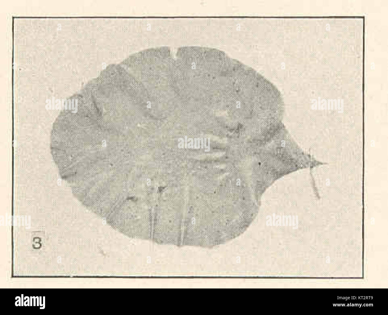 The marine algae species Halymenia gelinaria, Halymenia floridana, and ...