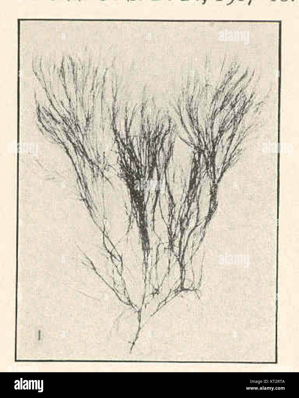 Polysiphonia denudata is a marine red algae species known for its ...