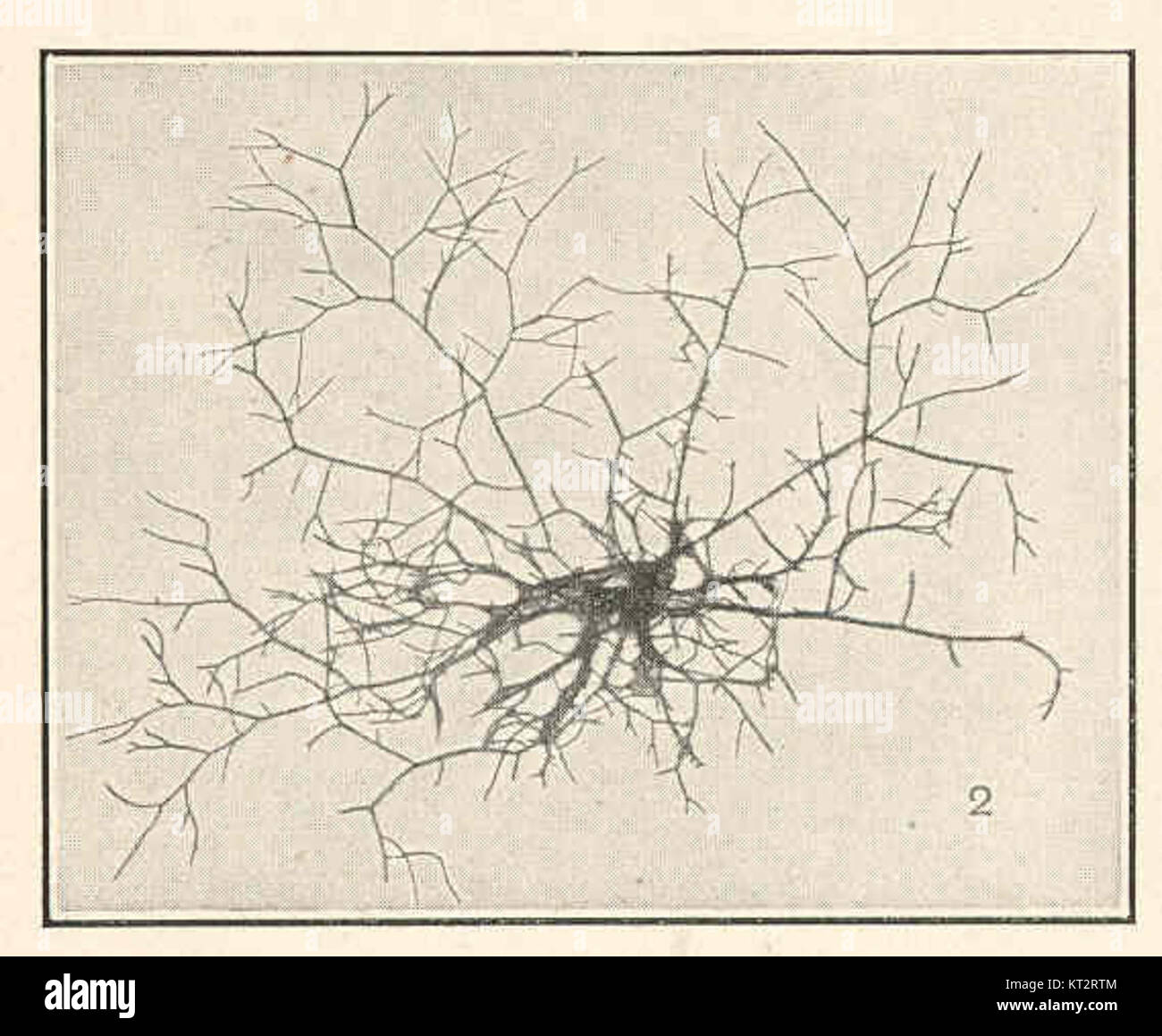 Red algae ceramium rubrum in hi-res stock photography and images - Alamy