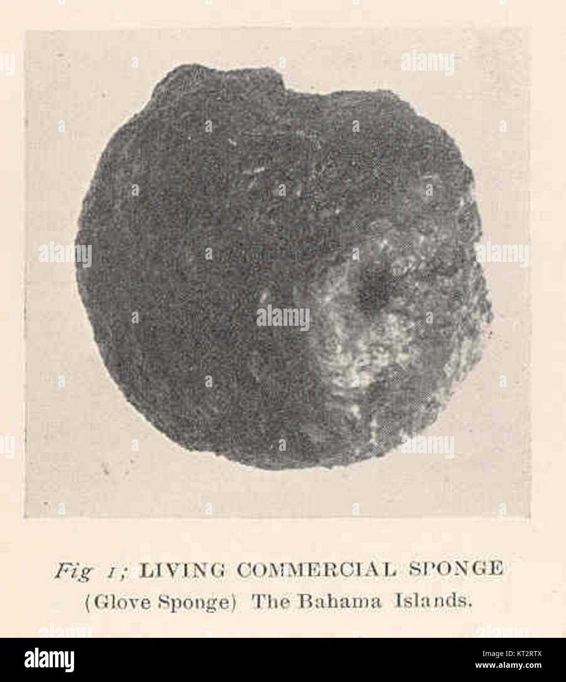 The Glove Sponge, a species of living commercial sponge, is native to ...
