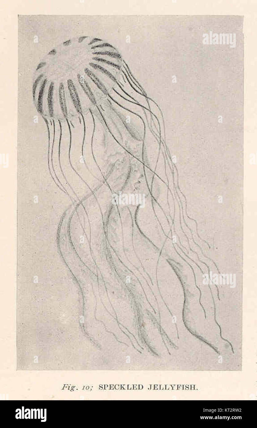 The image shows a specimen of the species Specikled Jellyfish, known ...