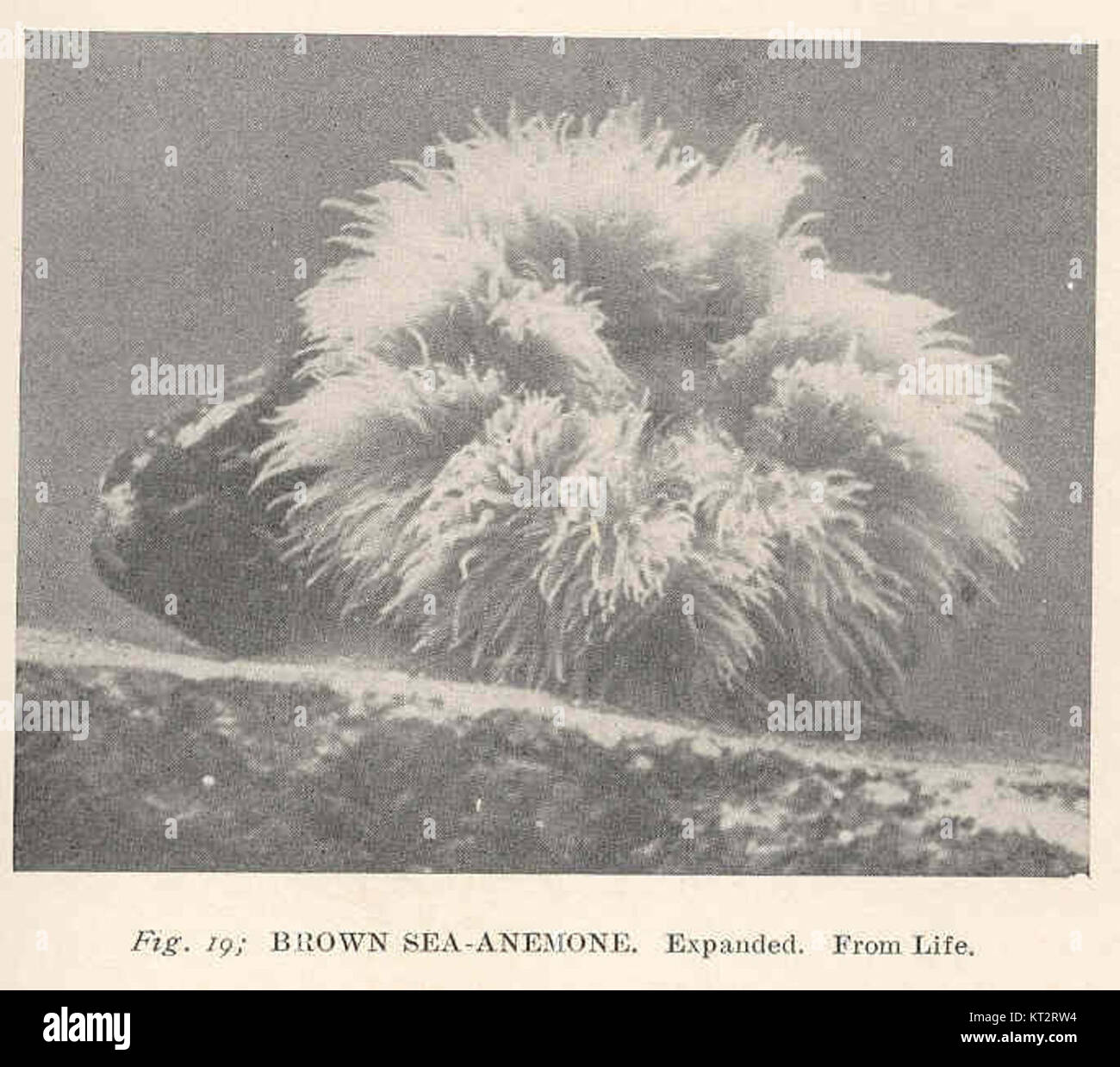 The Brown Sea-Anemone (species not specified) is a marine organism ...