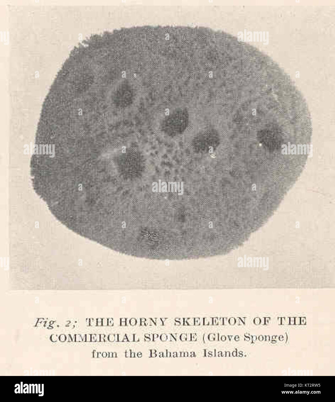 This image features the skeletal structure of a commercial sponge, also ...