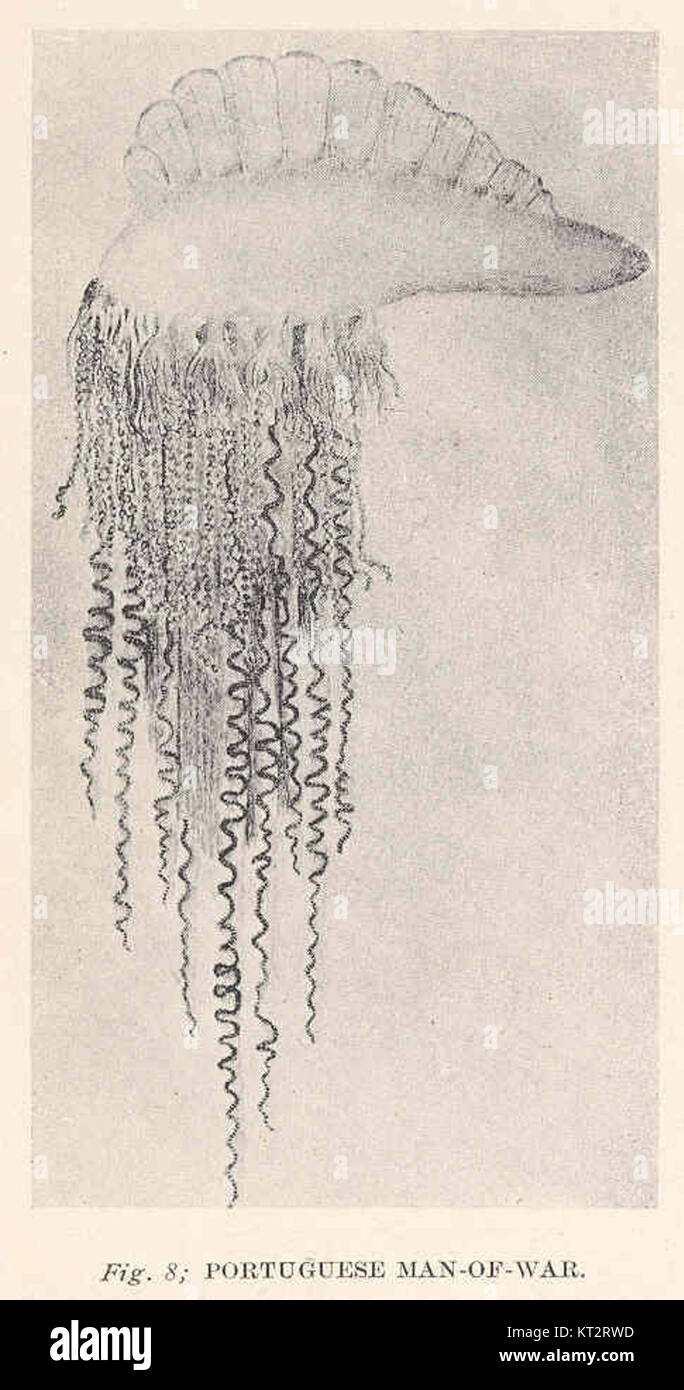 Man of war jellyfish hi-res stock photography and images - Alamy
