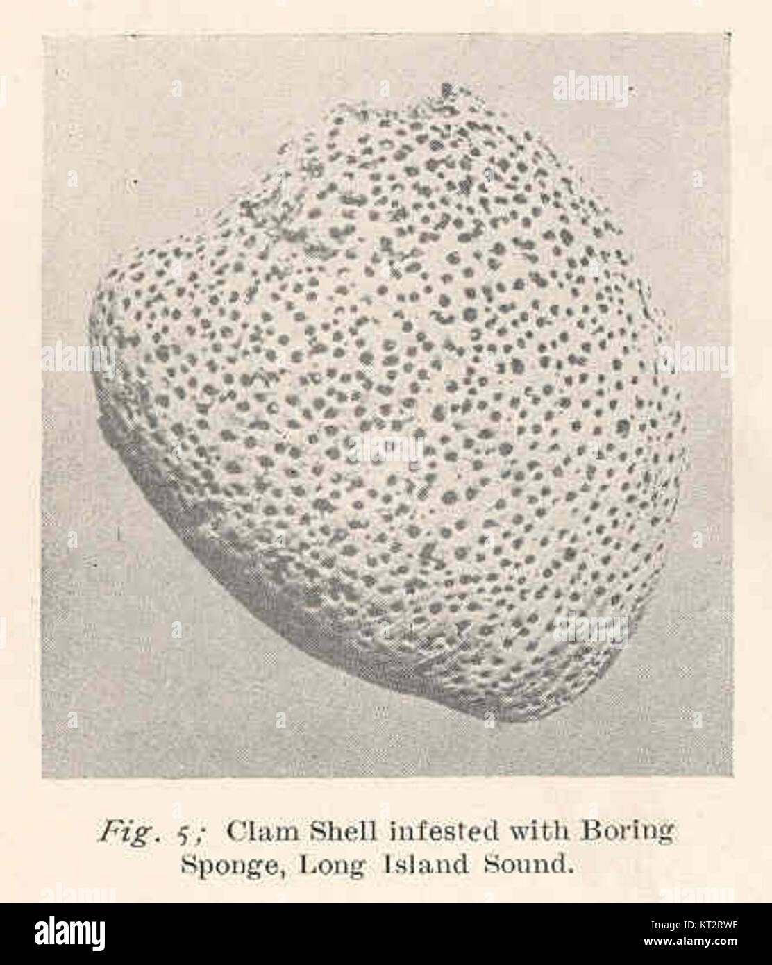 This image shows a clam shell from Long Island Sound, infested with a ...