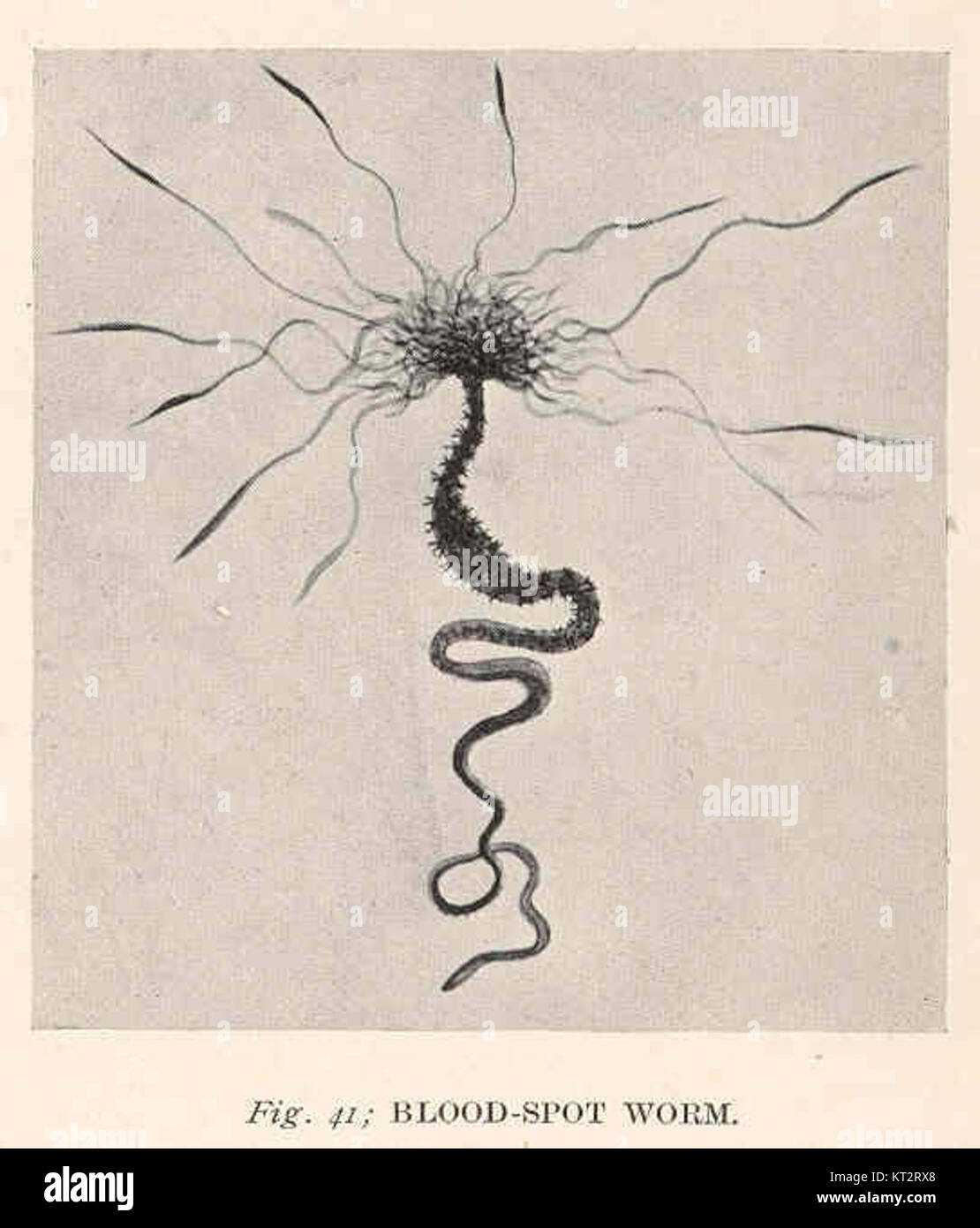This title refers to a specific type of worm, known for its ...