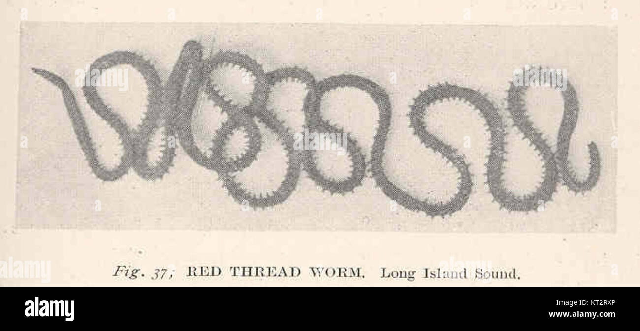 38508 Red Thread Worm Long Island Sound Stock Photo - Alamy