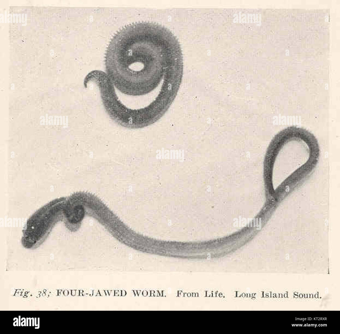 Worm jawed hi-res stock photography and images - Alamy