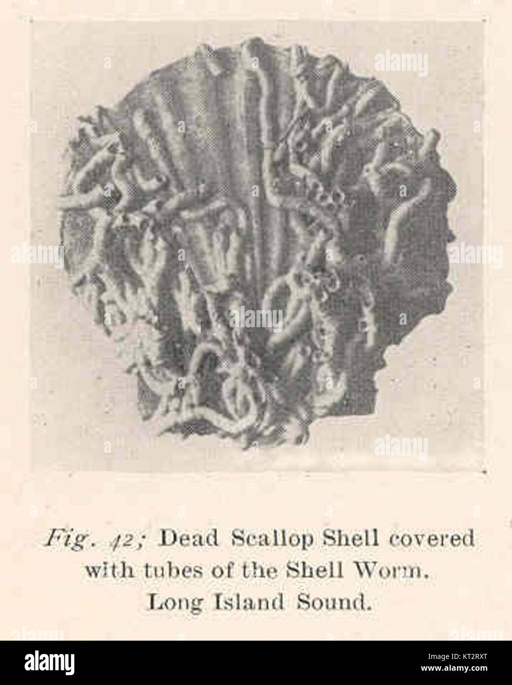 The image depicts a dead scallop shell covered by the tubes of a shell ...