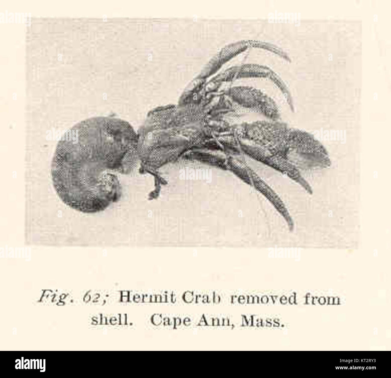 38517 Hermit Crab removed from shell Cape Ann Mass Stock Photo - Alamy