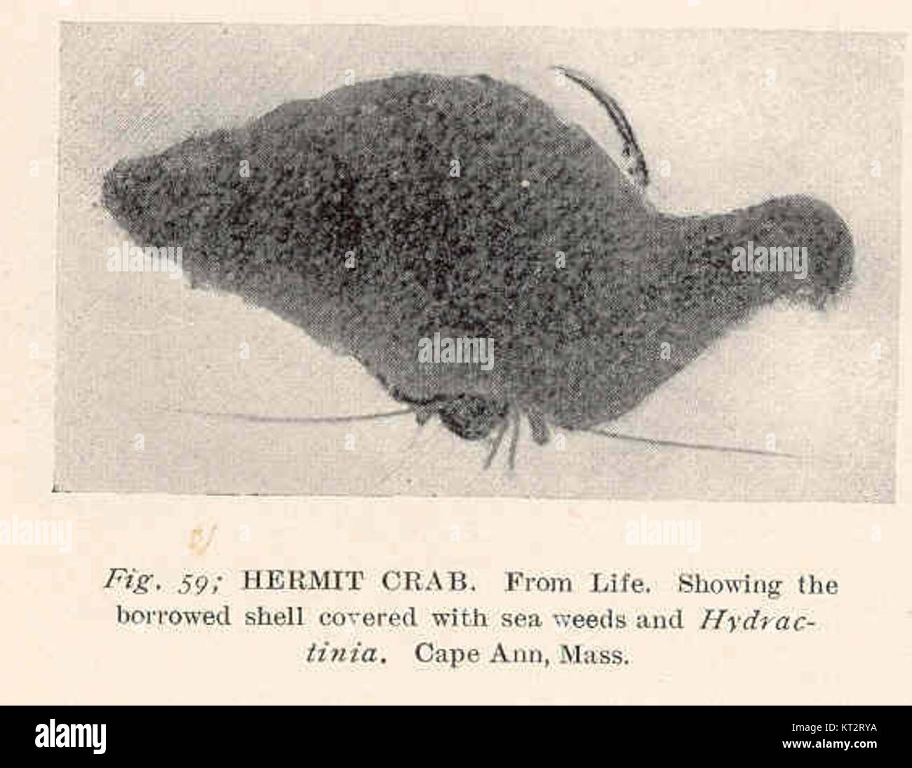 A photograph of a hermit crab from Cape Ann, Massachusetts, showcasing ...