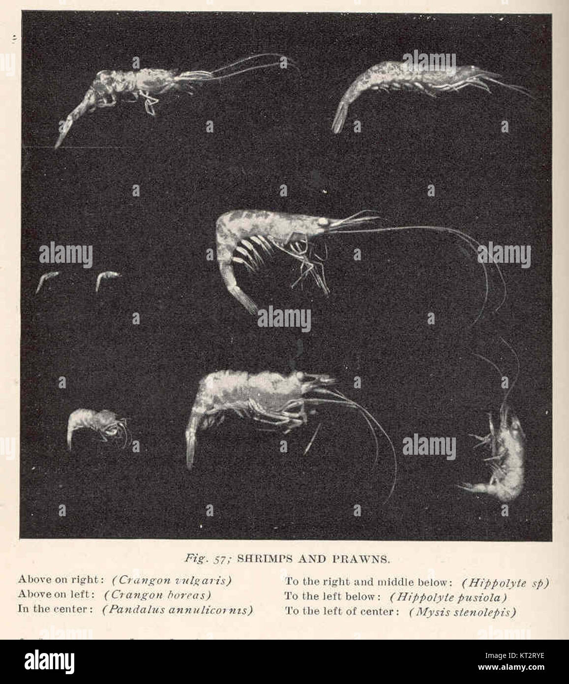 38526 Shrimps and Prawns- Above on Right (Crangon vulgaris); Above on ...