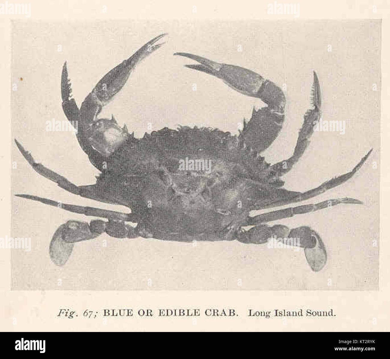 Blue edible crab species hi-res stock photography and images - Alamy