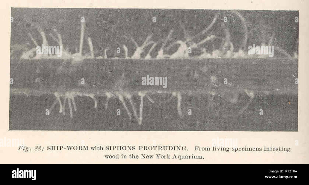 This image depicts a shipworm, a marine species, with siphons ...