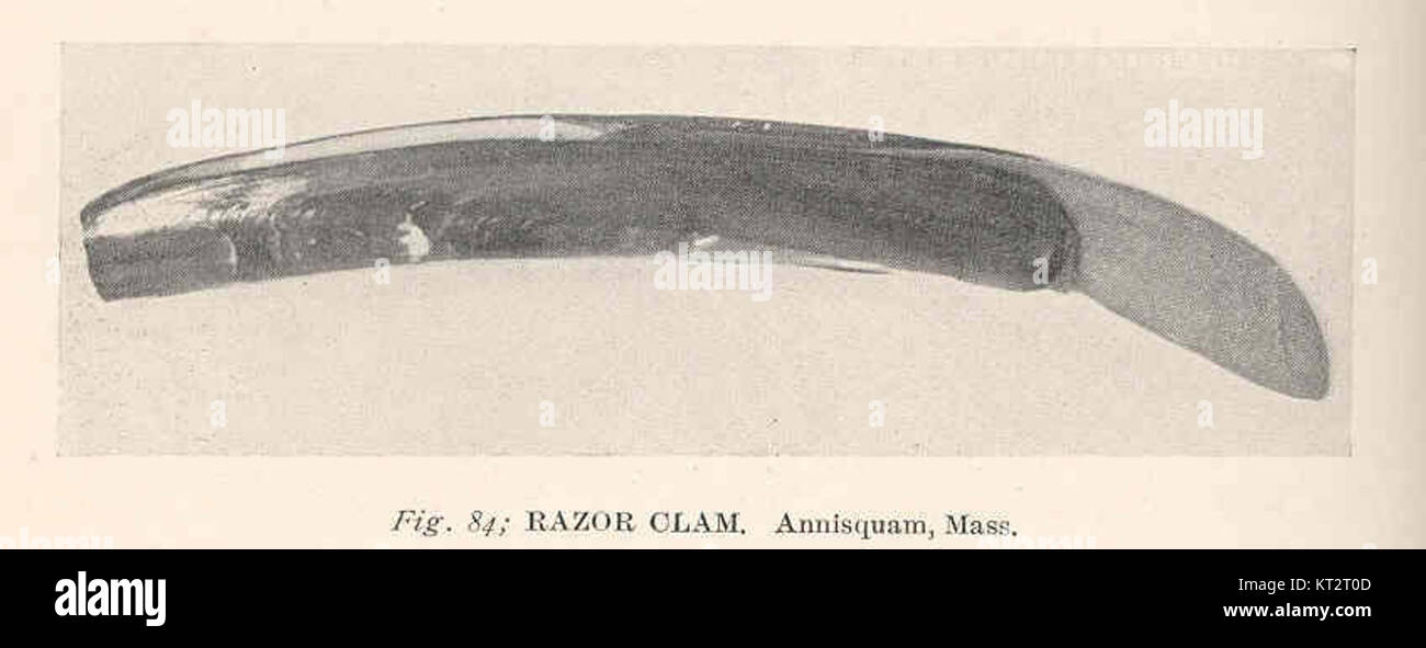 Razor clam illustration hi-res stock photography and images - Alamy