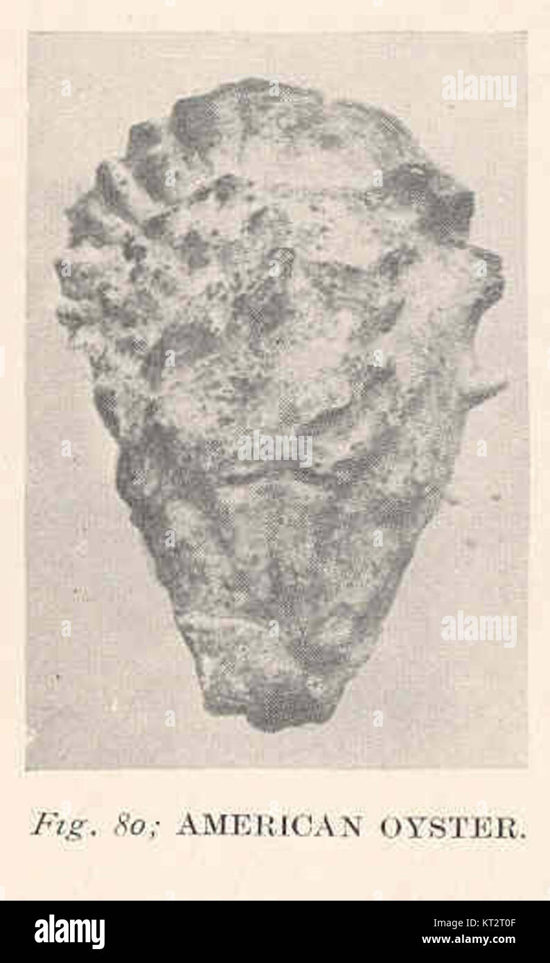The American Oyster (Crassostrea virginica) is a species of edible ...