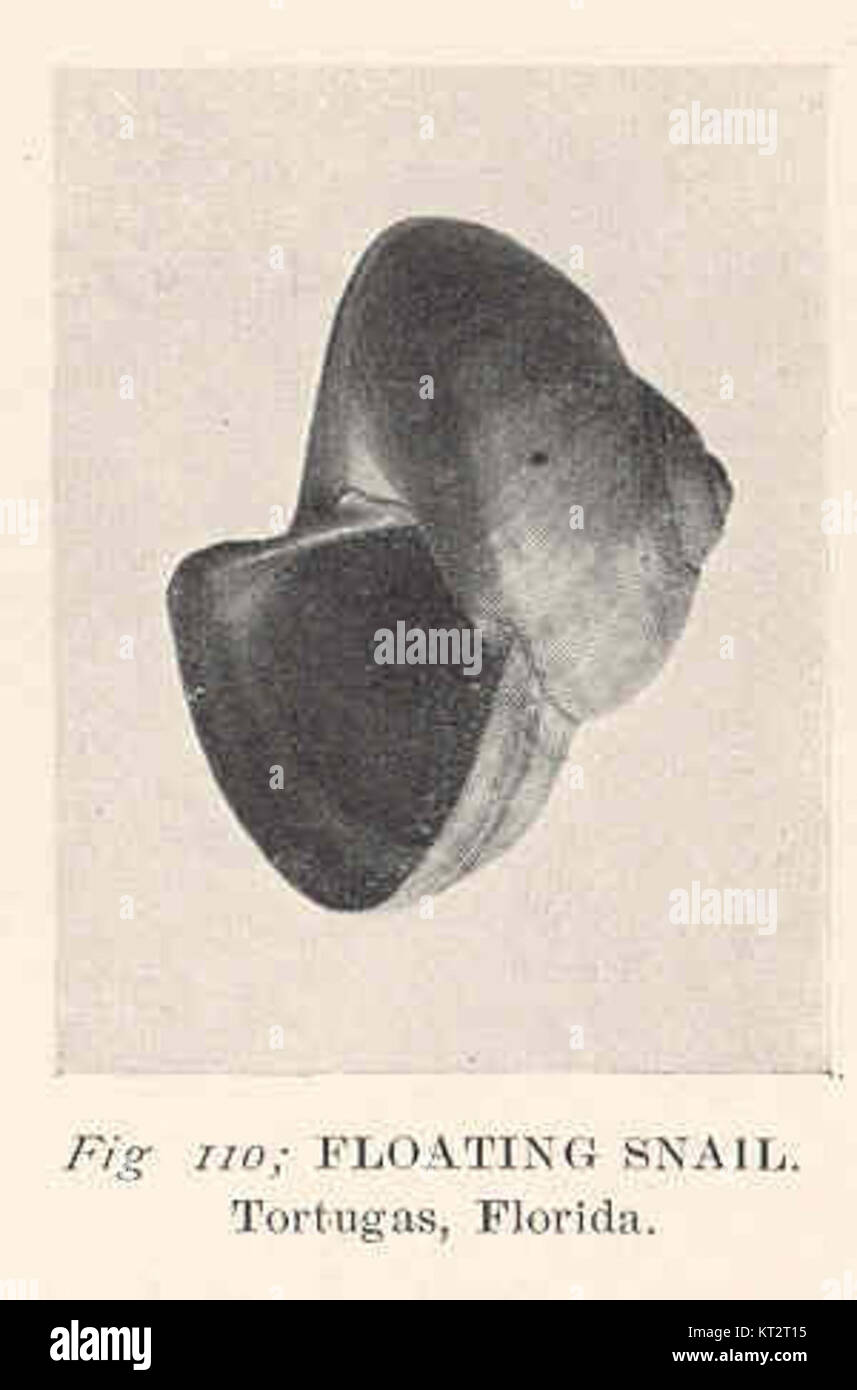 38566 Floating Snail Tortugas Florida Stock Photo - Alamy