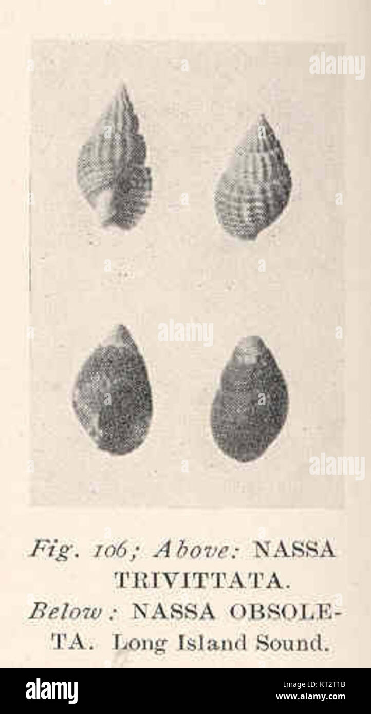 This image features two species of marine snails, Nassa trivittata and ...