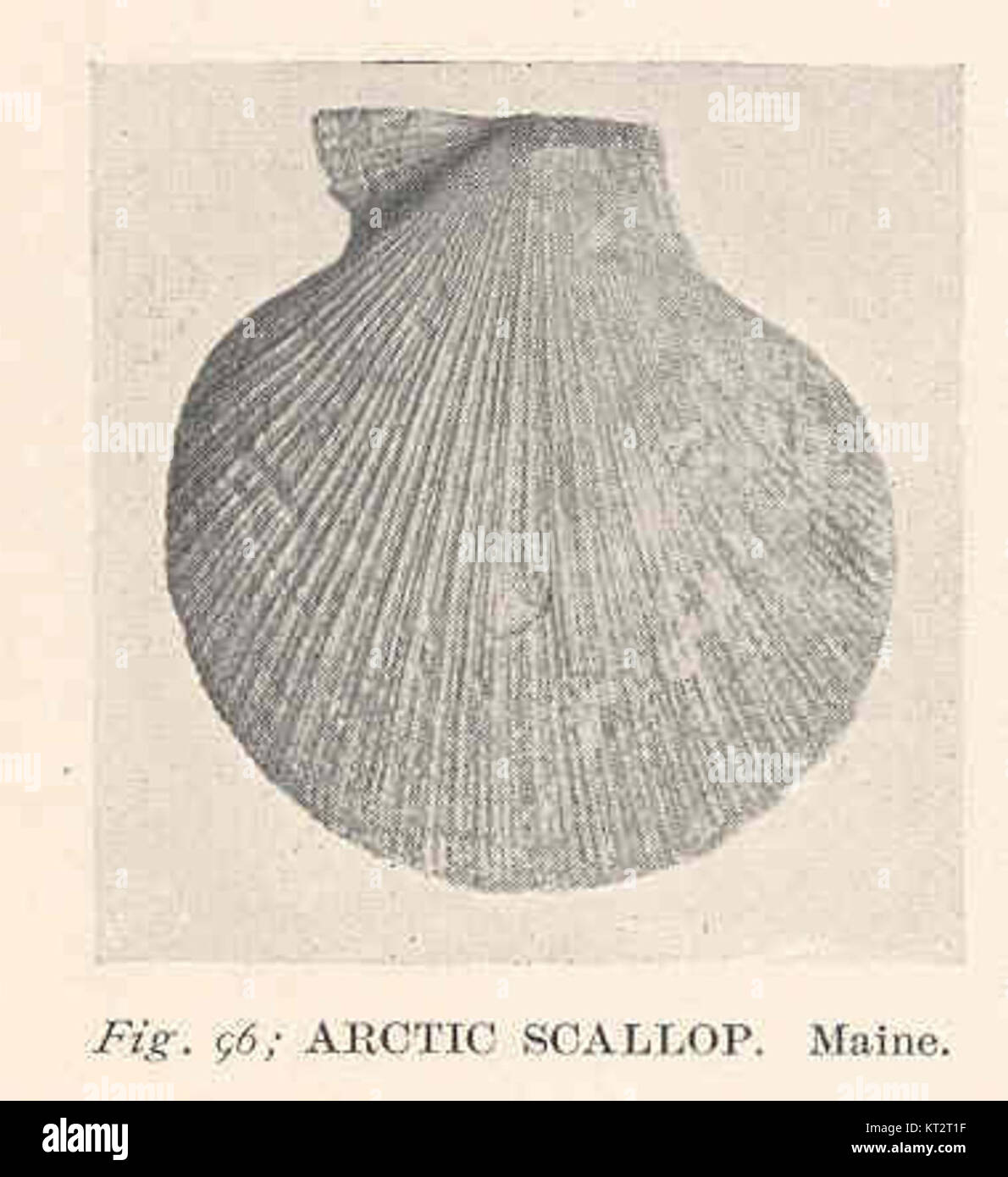 38576 Arctic Scallop Maine Stock Photo - Alamy