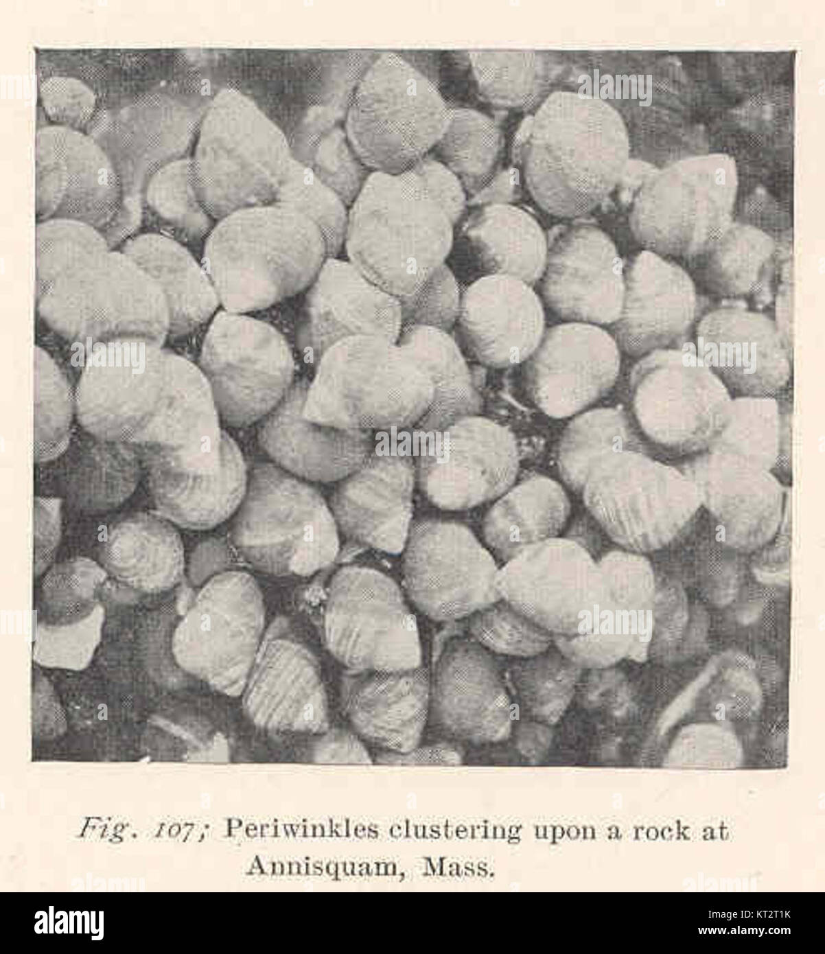 This image captures periwinkles clustering on a rock at Annisquam ...