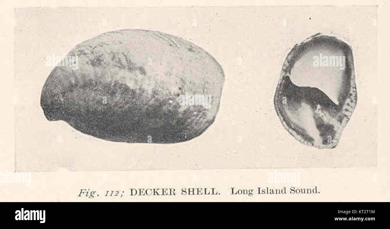 38579 Decker Shell Long Island Sound Stock Photo - Alamy