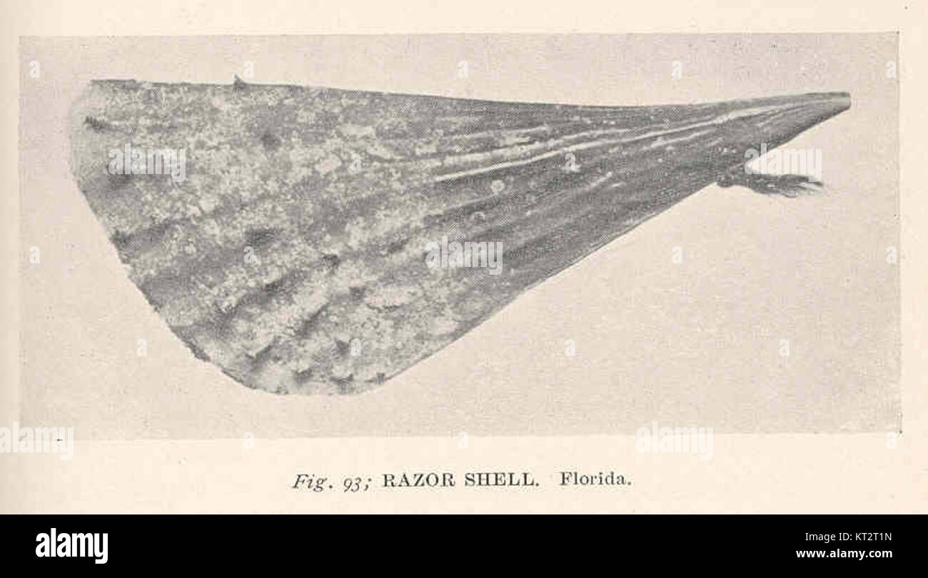 38580 Razor Shell Florida Stock Photo - Alamy