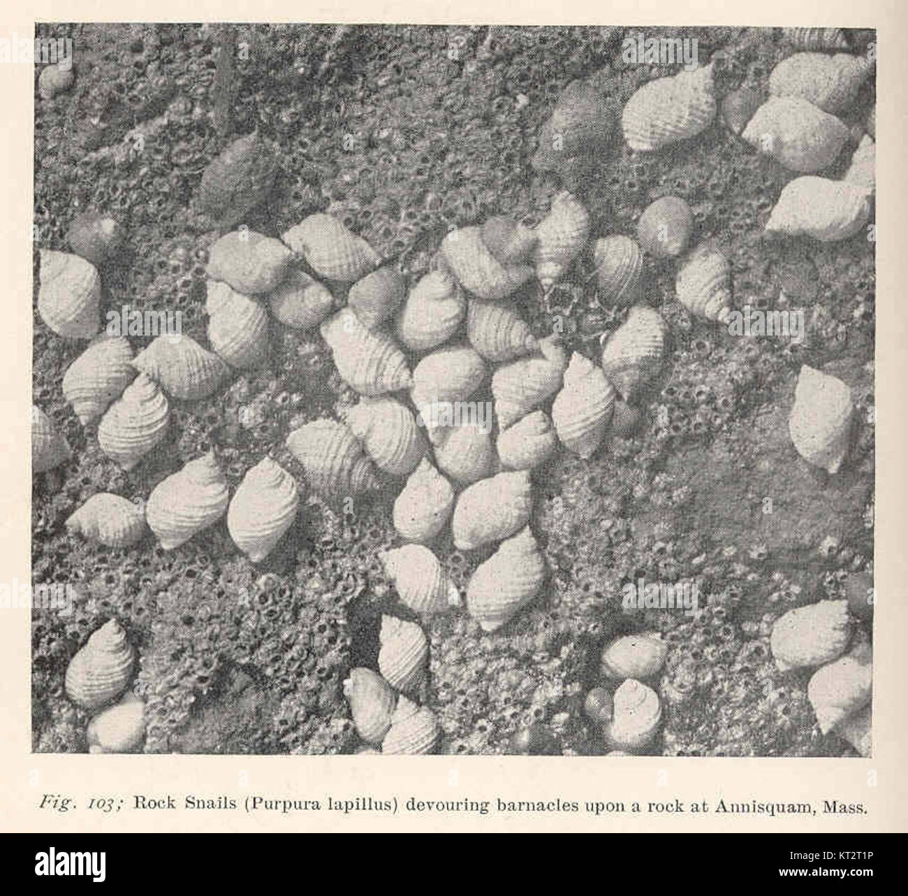 Purpura lapillus hi-res stock photography and images - Alamy