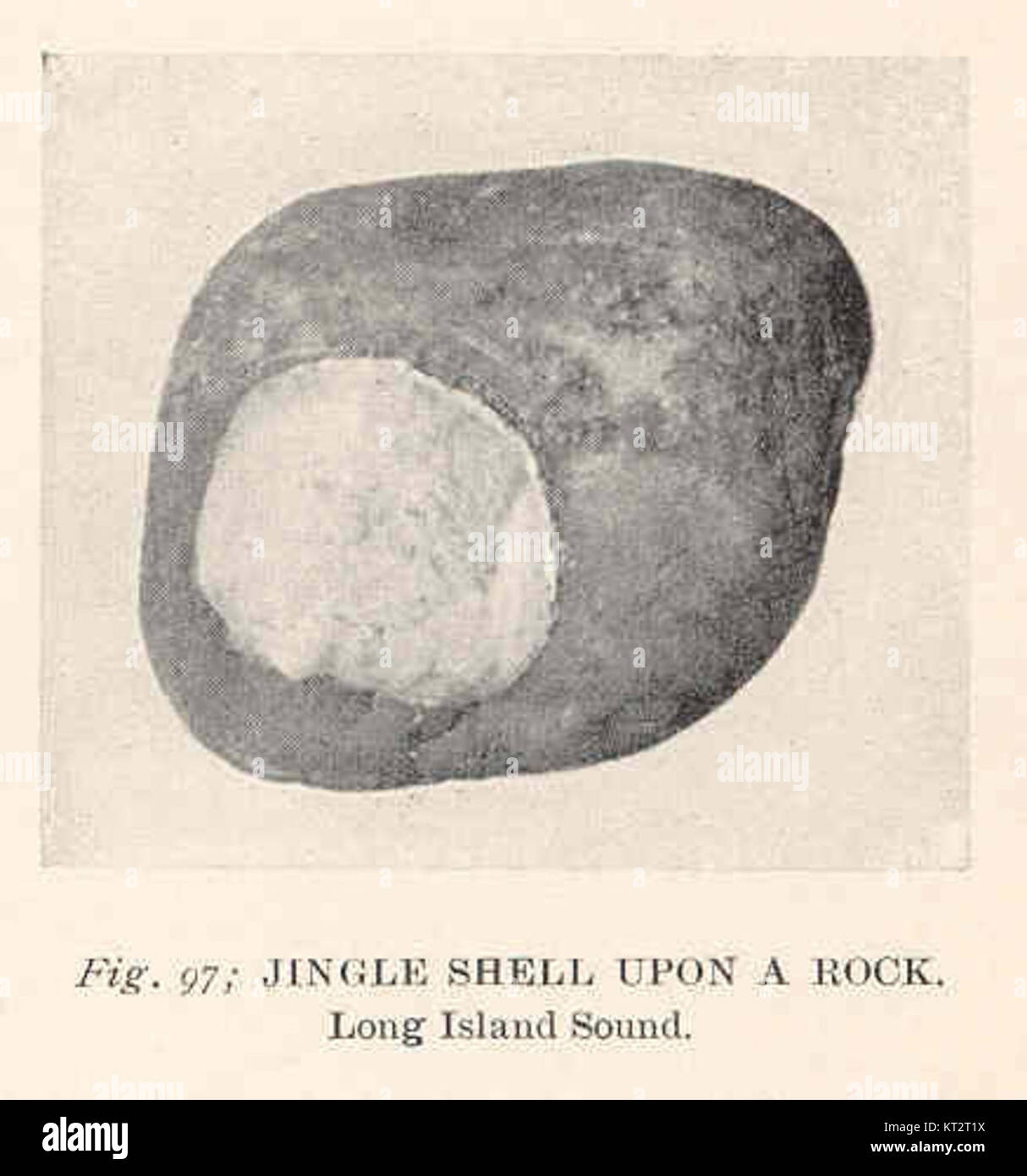 Jingle shell hi-res stock photography and images - Alamy