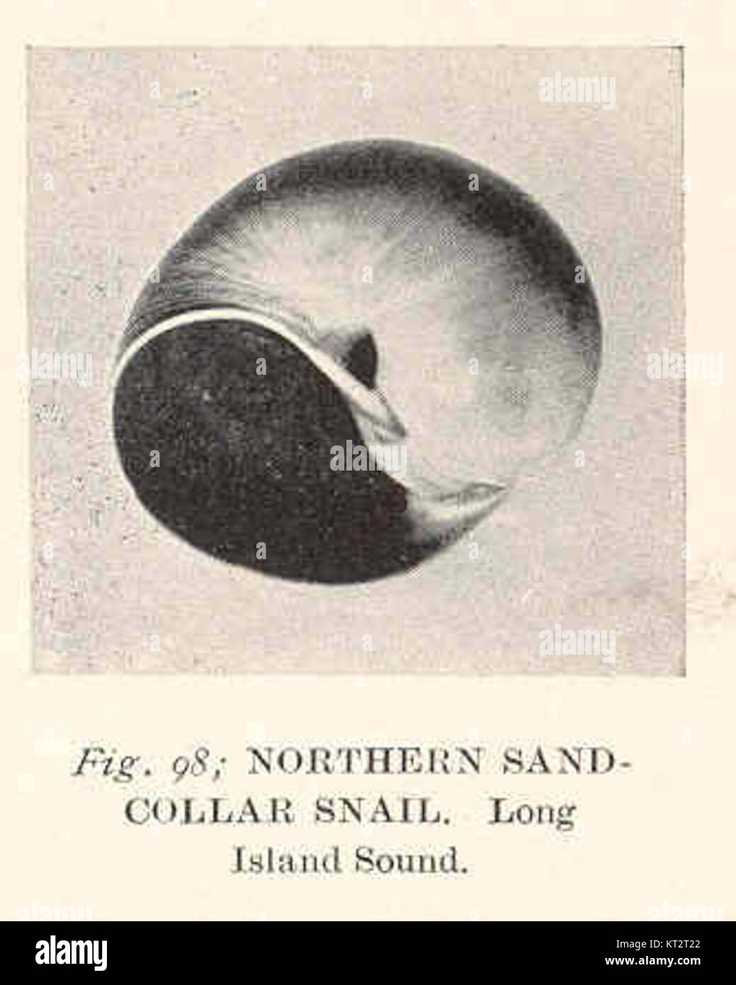 Stock island snail hi-res stock photography and images - Alamy