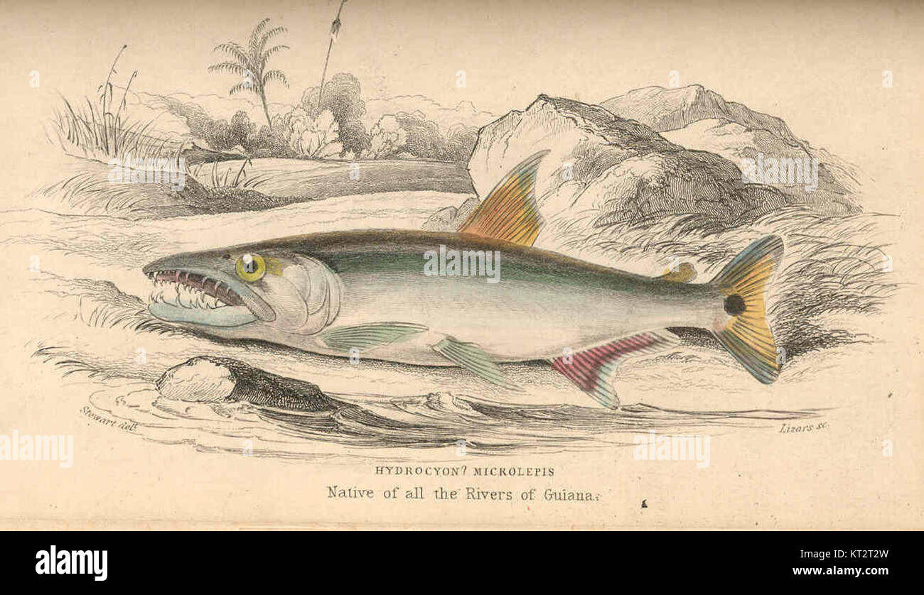 Hydrocyon hi-res stock photography and images - Alamy