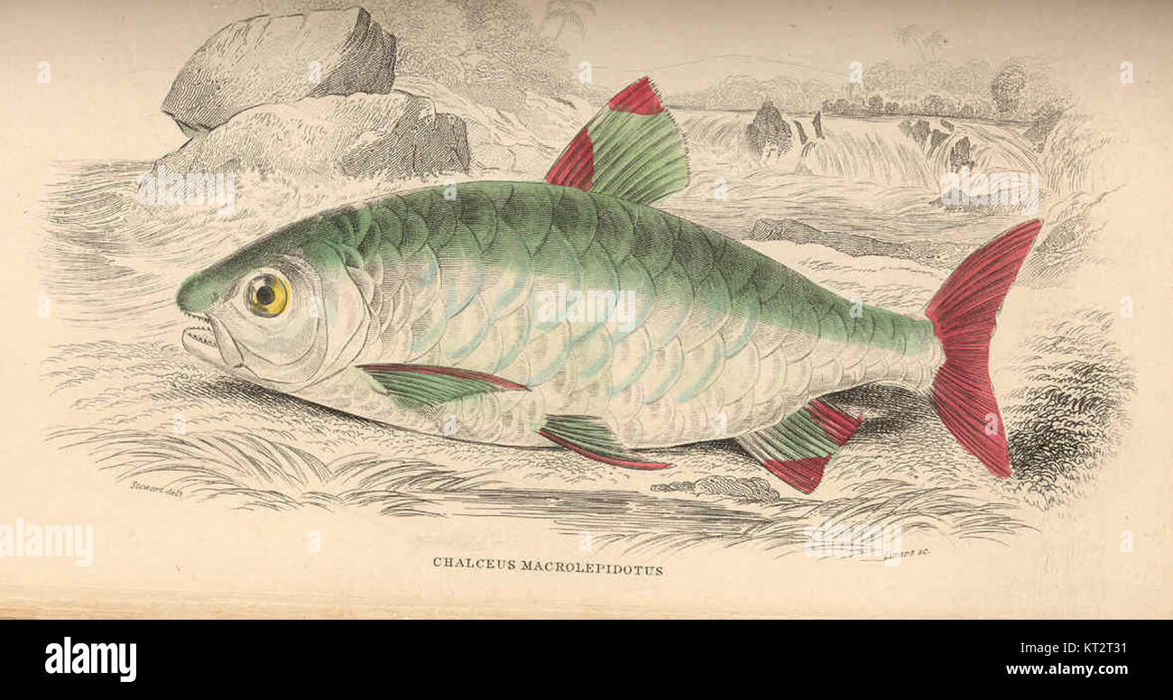 Chalceus macrolepidotus, commonly known as the golden dorado, is a ...