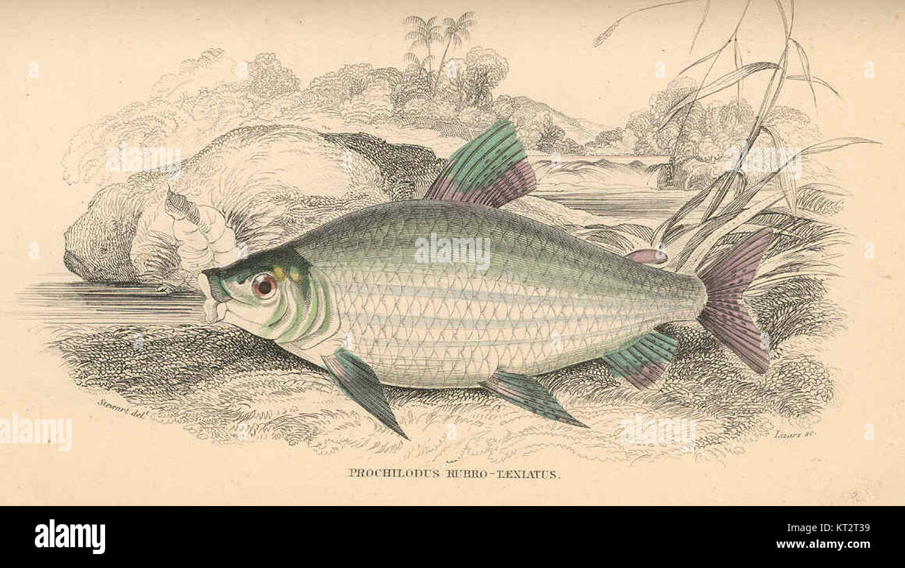 Prochilodontidae hi-res stock photography and images - Alamy