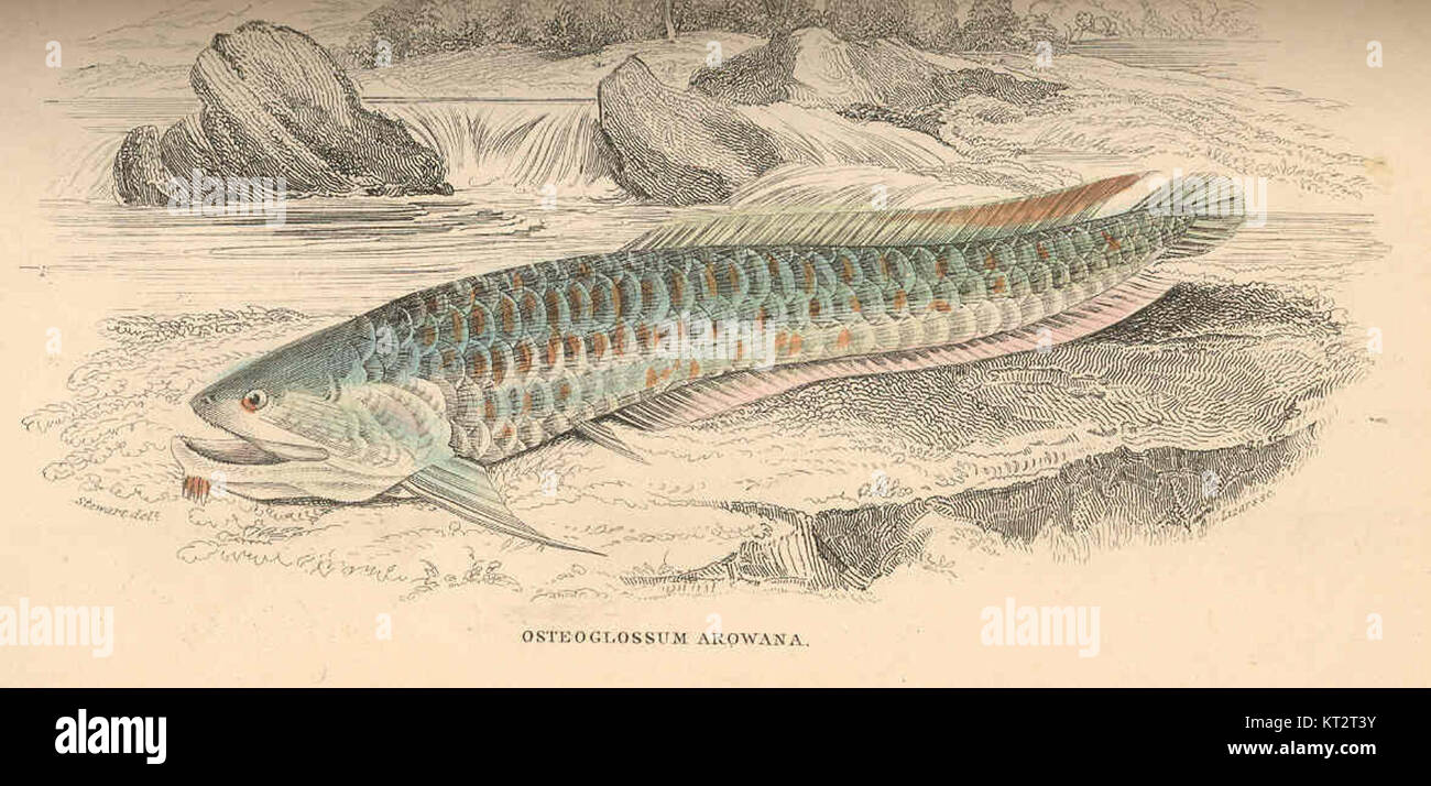 The Osteoglossum arowana is a species of fish, known for its distinct ...