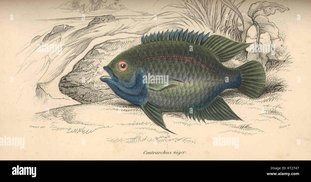 Centrarchus hi-res stock photography and images - Alamy