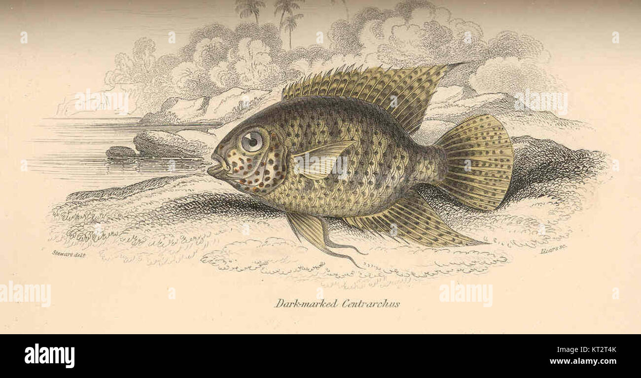 A specimen of Centrarchus, a species of fish, with dark markings ...