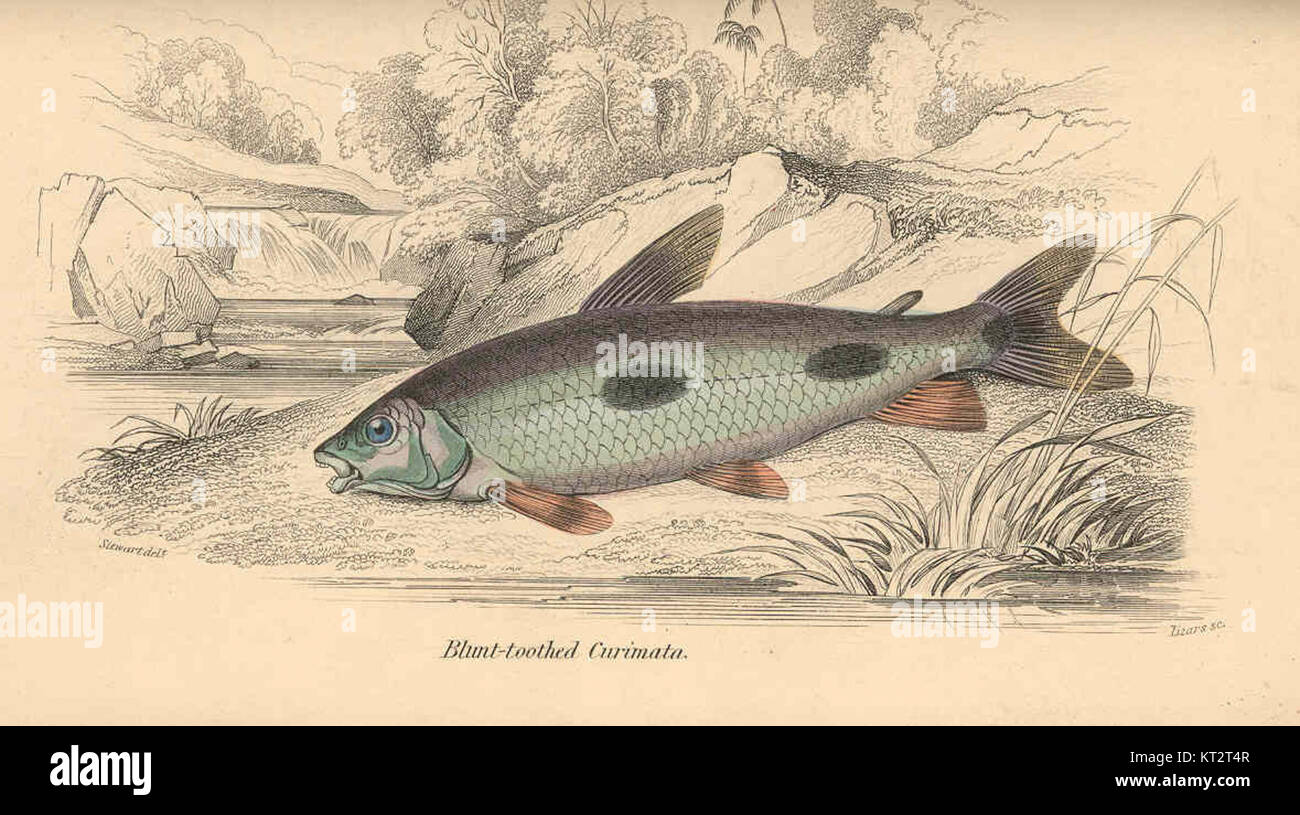 '38643 Blunt-toothed curimata' refers to a specimen of the blunt ...