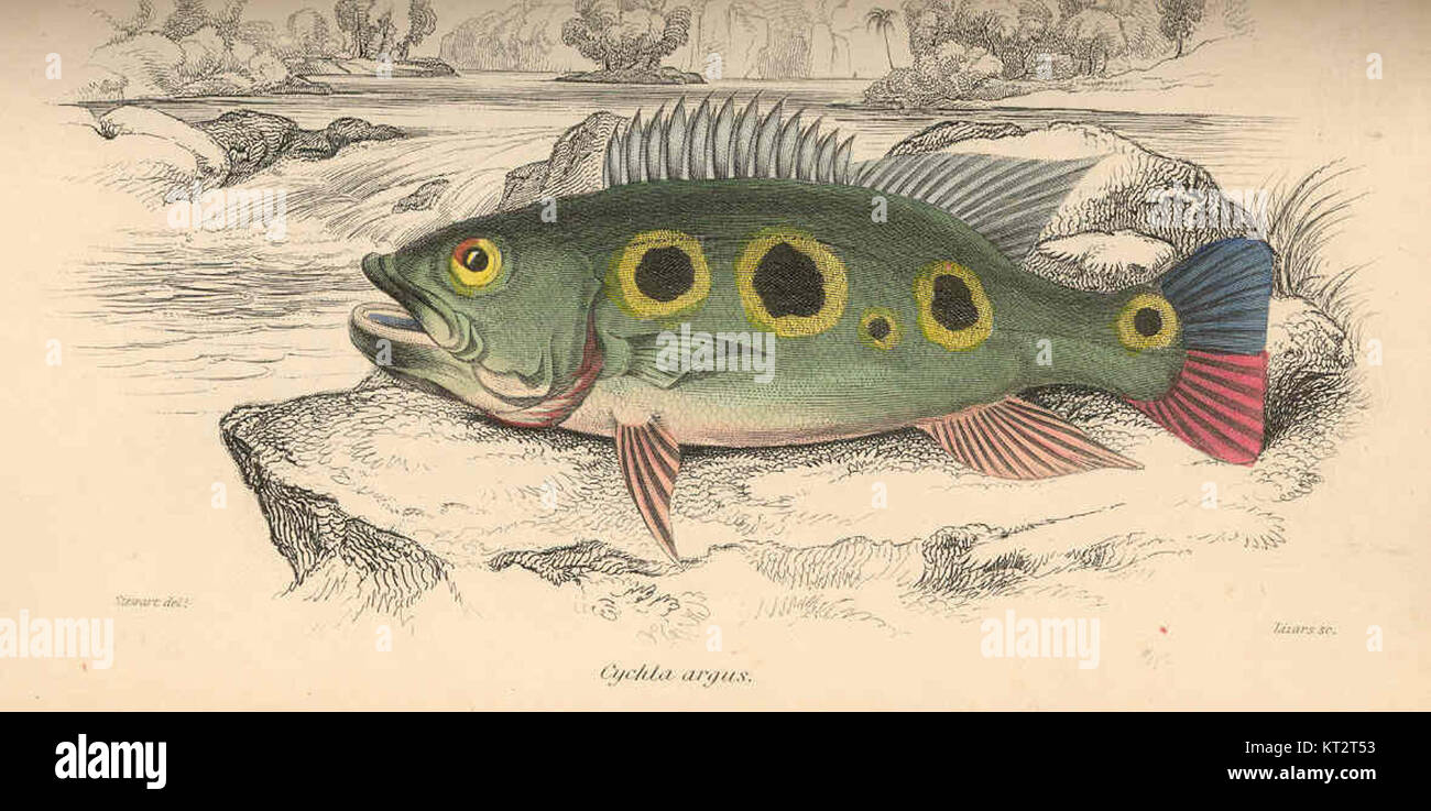 Cychla argus, commonly known as the blue acara, is a species of ...