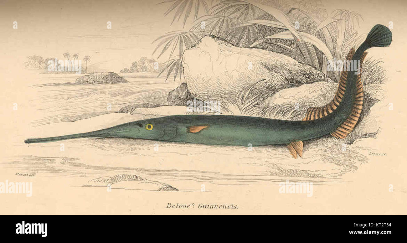 Belone guianensis, commonly known as the guiana needlefish, is a ...