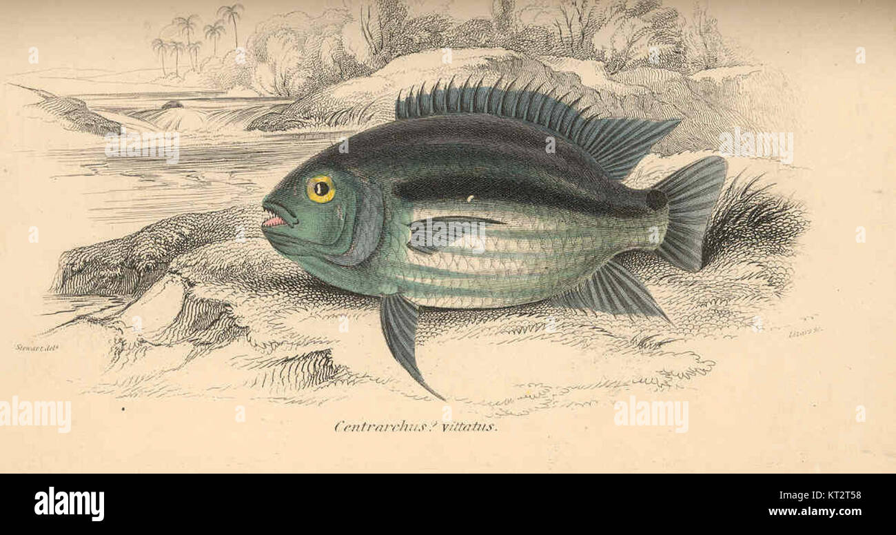 Centrarchus hi-res stock photography and images - Alamy