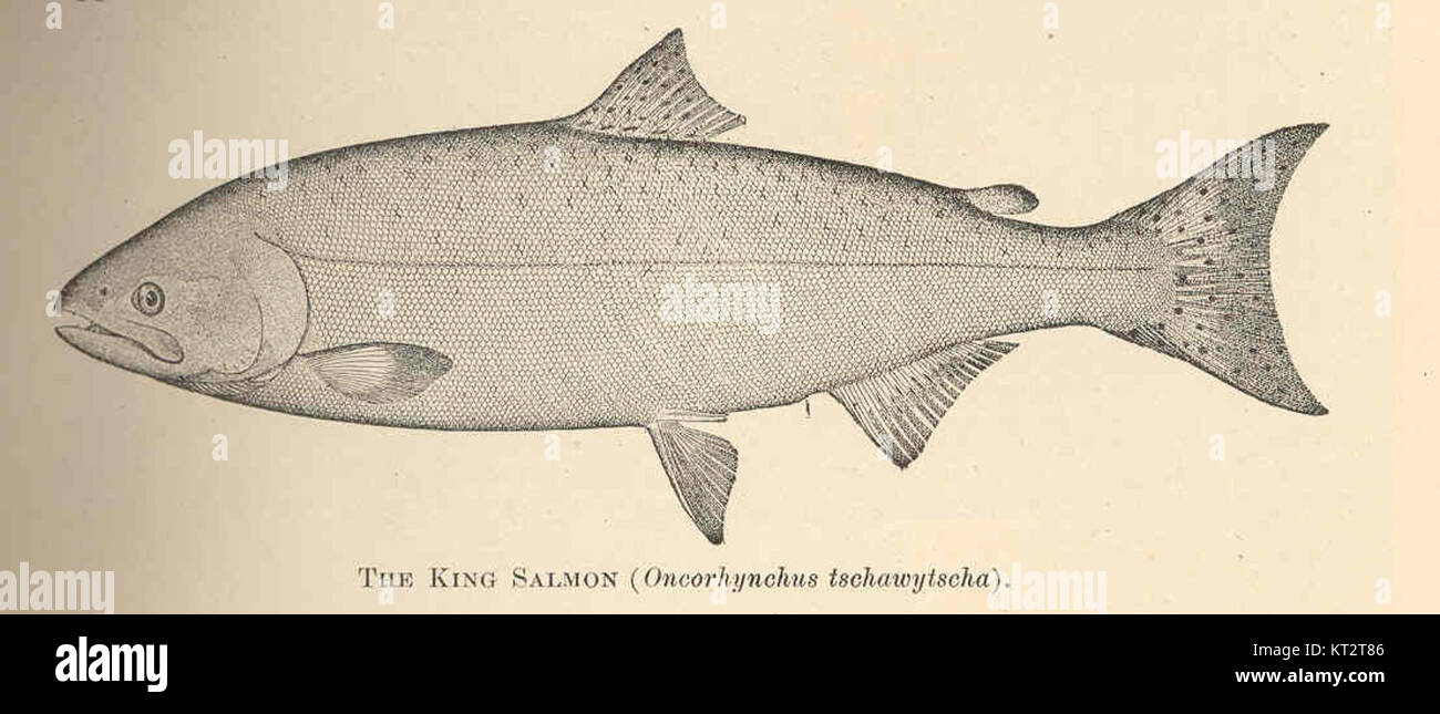 King Salmon (Oncorhynchus tschawytscha) is a species of salmon known ...