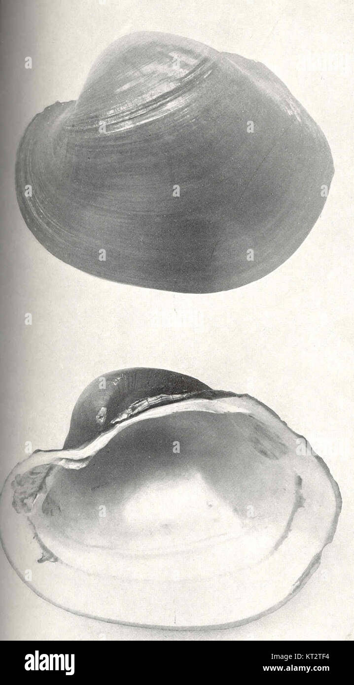 The pocketbook clam, scientifically known as Lampsilis copax, is a ...