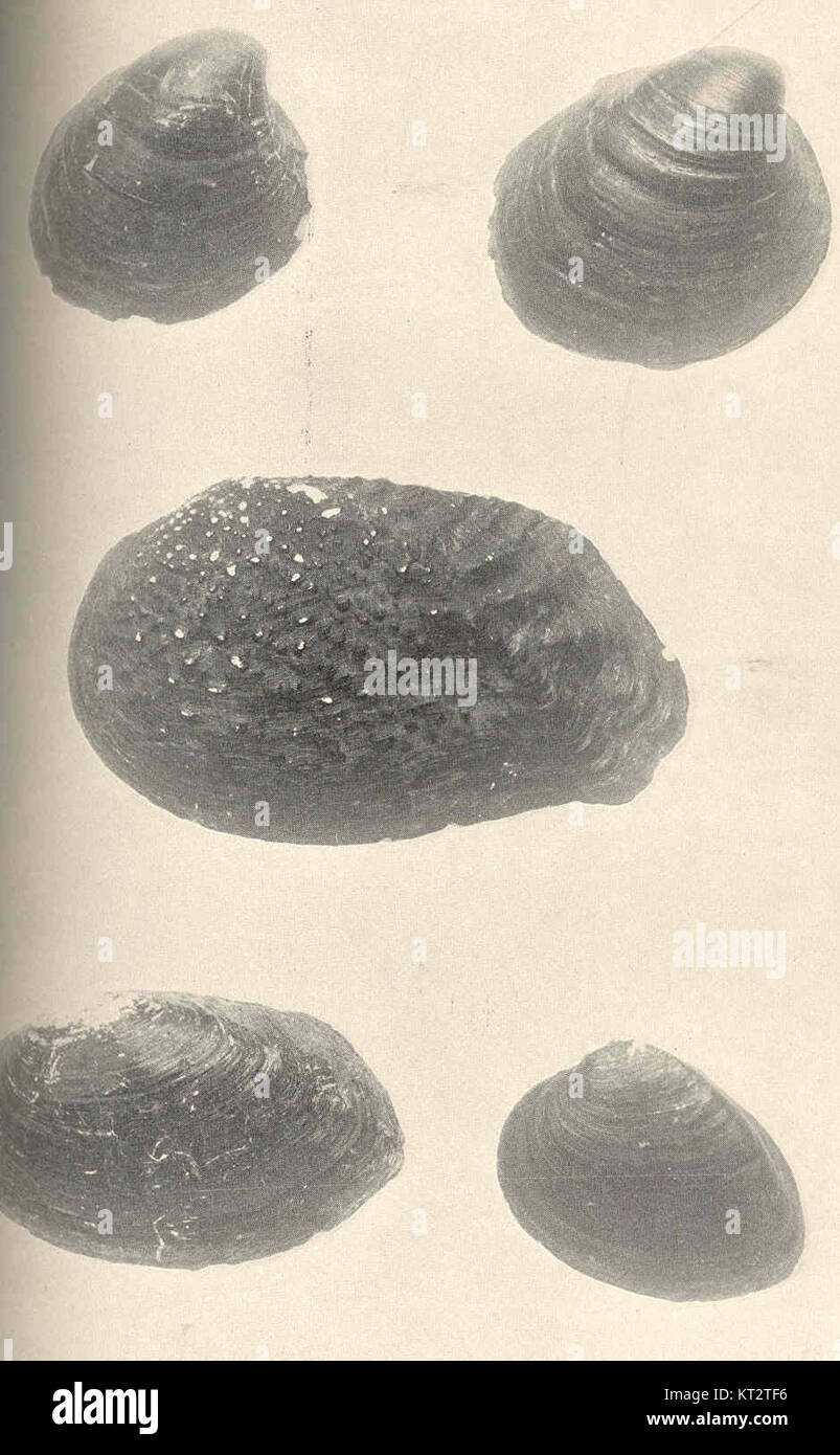 38859 Samples of undersized mussel shells used in button making Stock ...