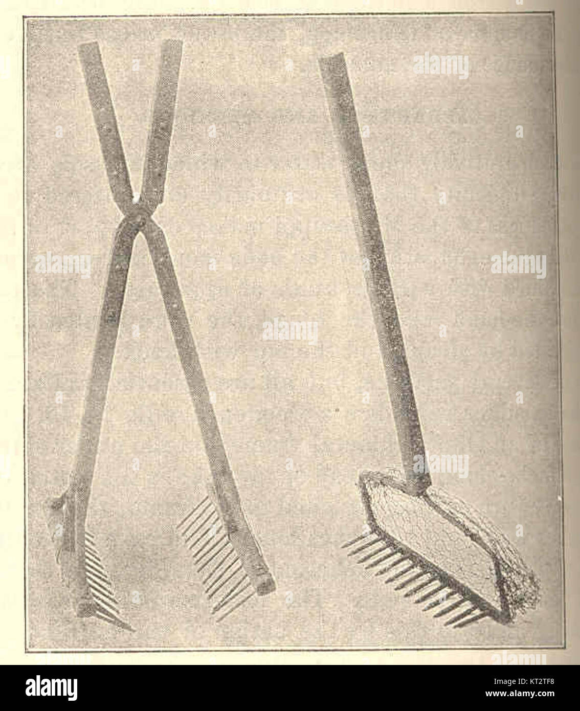 The tongs and rake shown are tools used in the mussel fishery along the ...