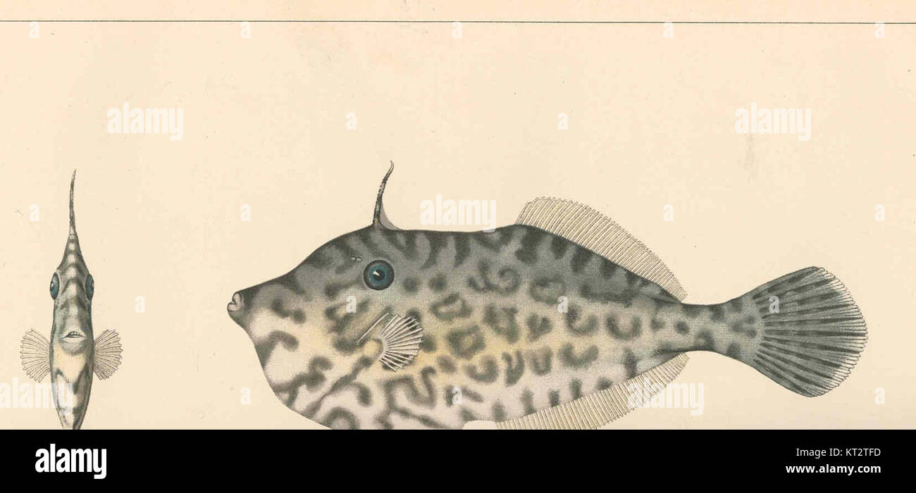 Alutera monoceros, also known as the unicorn fish, is a species found ...