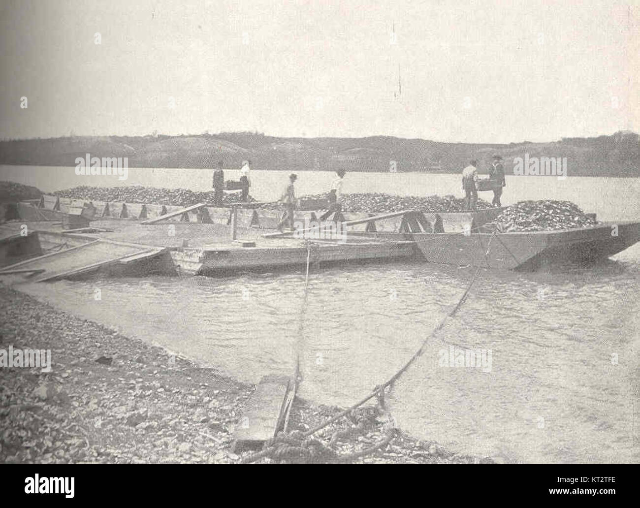 The image depicts workers loading mussels onto scows at Leclaire, Iowa ...