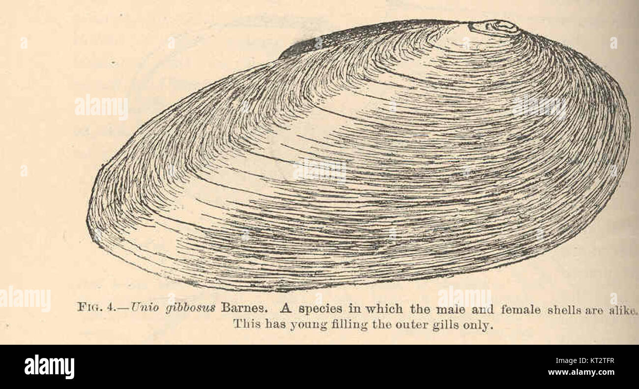 Unio species hi-res stock photography and images - Alamy