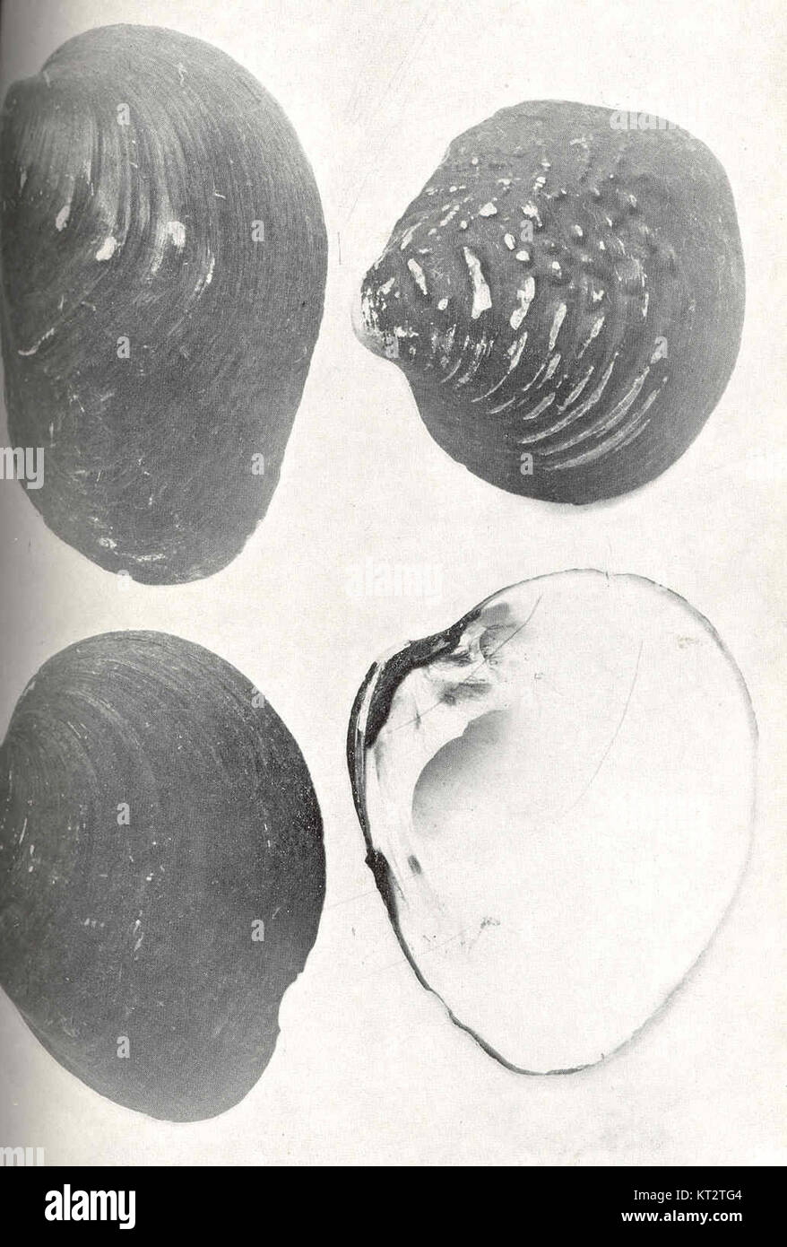 This image showcases three species of freshwater mussels: the Bullhead ...