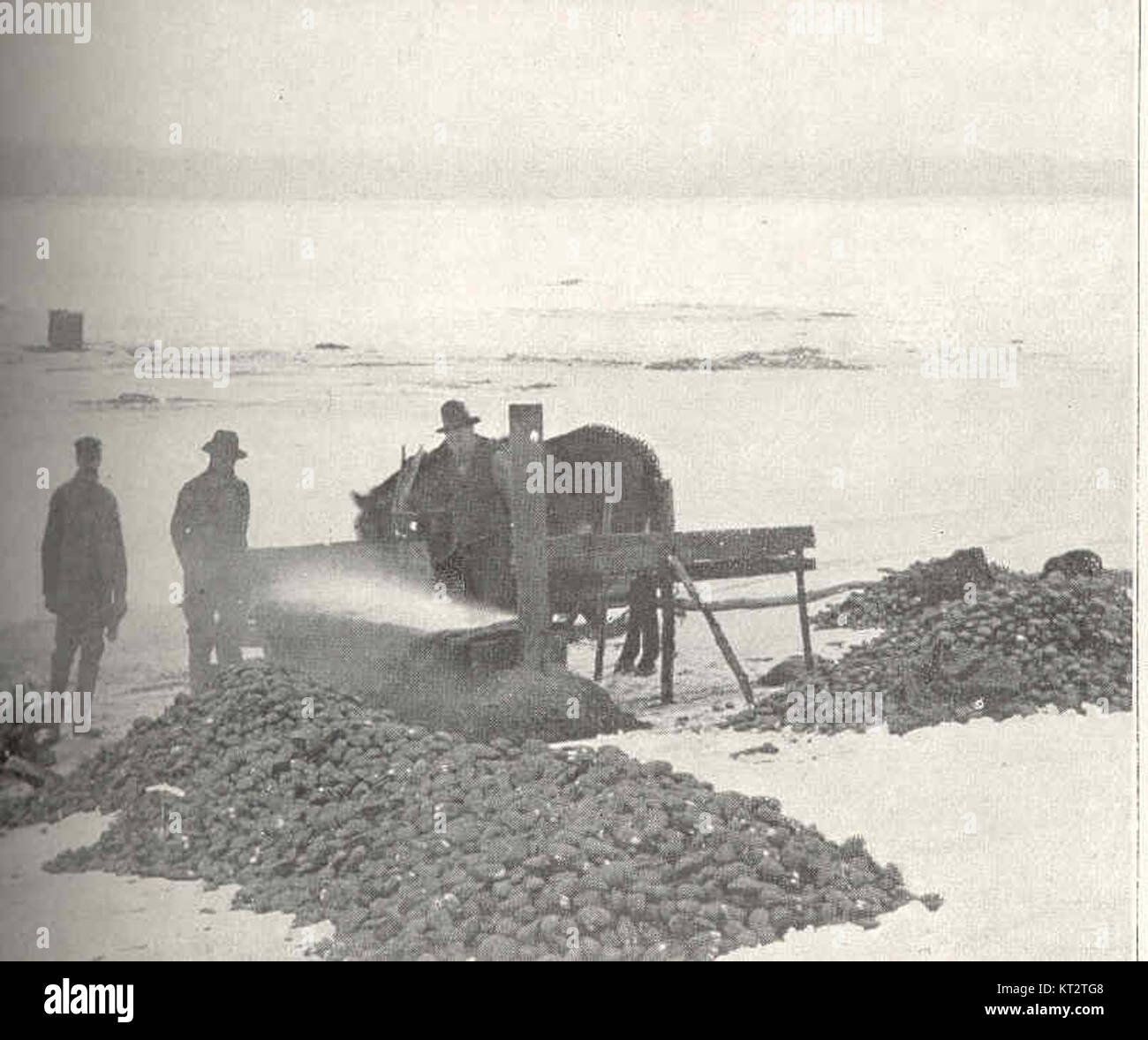 The image depicts the process of cooking mussels to remove their meats ...