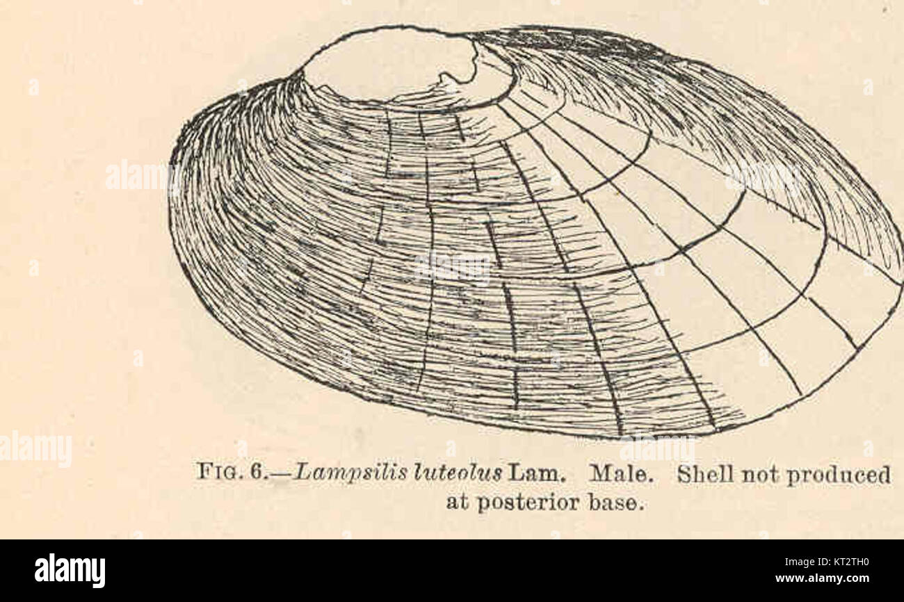 This specimen refers to the male shell of the species Lampsilis ...